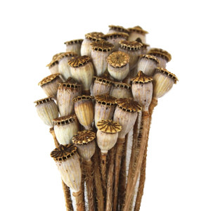 Dried craft pods – Dried flowers & Exotic botanicals