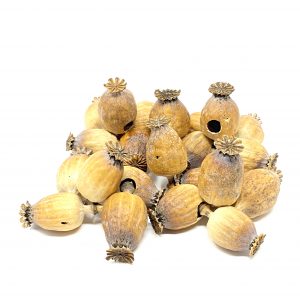Dried craft pods – Dried flowers & Exotic botanicals