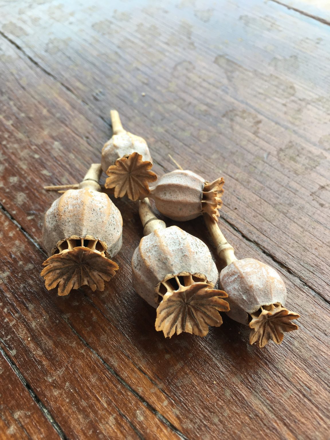 Dried Poppy Pods – Dried flowers & Exotic botanicals