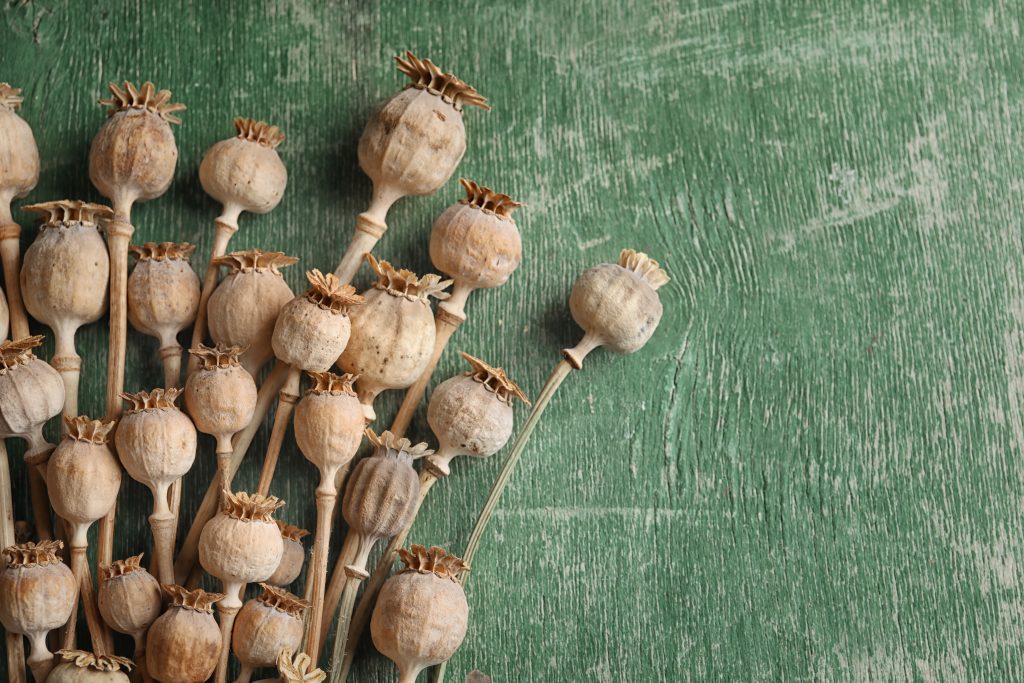 Dried Poppy Pods – Dried flowers & Exotic botanicals