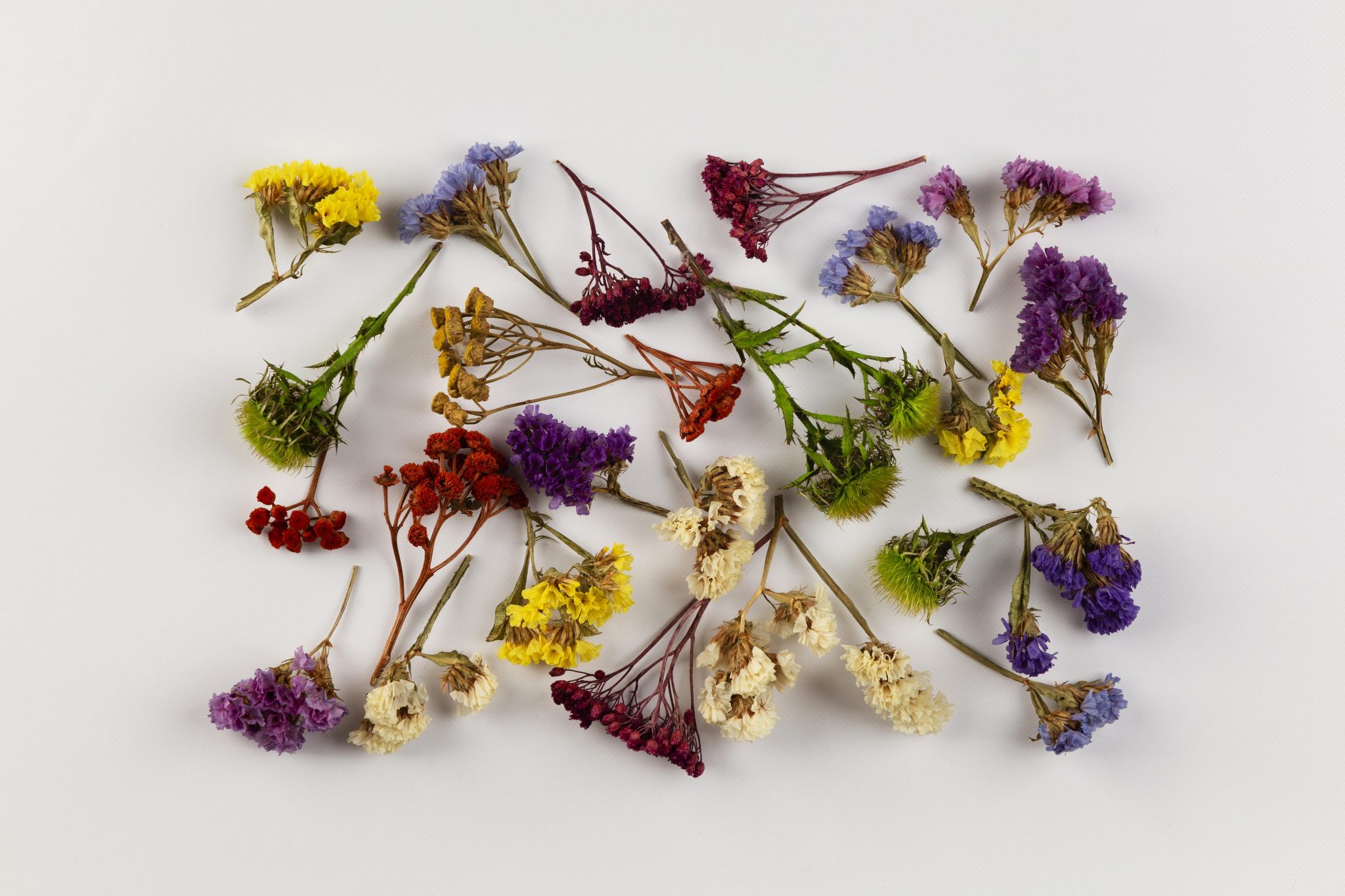 Dried Poppy Pods – Dried flowers & Exotic botanicals