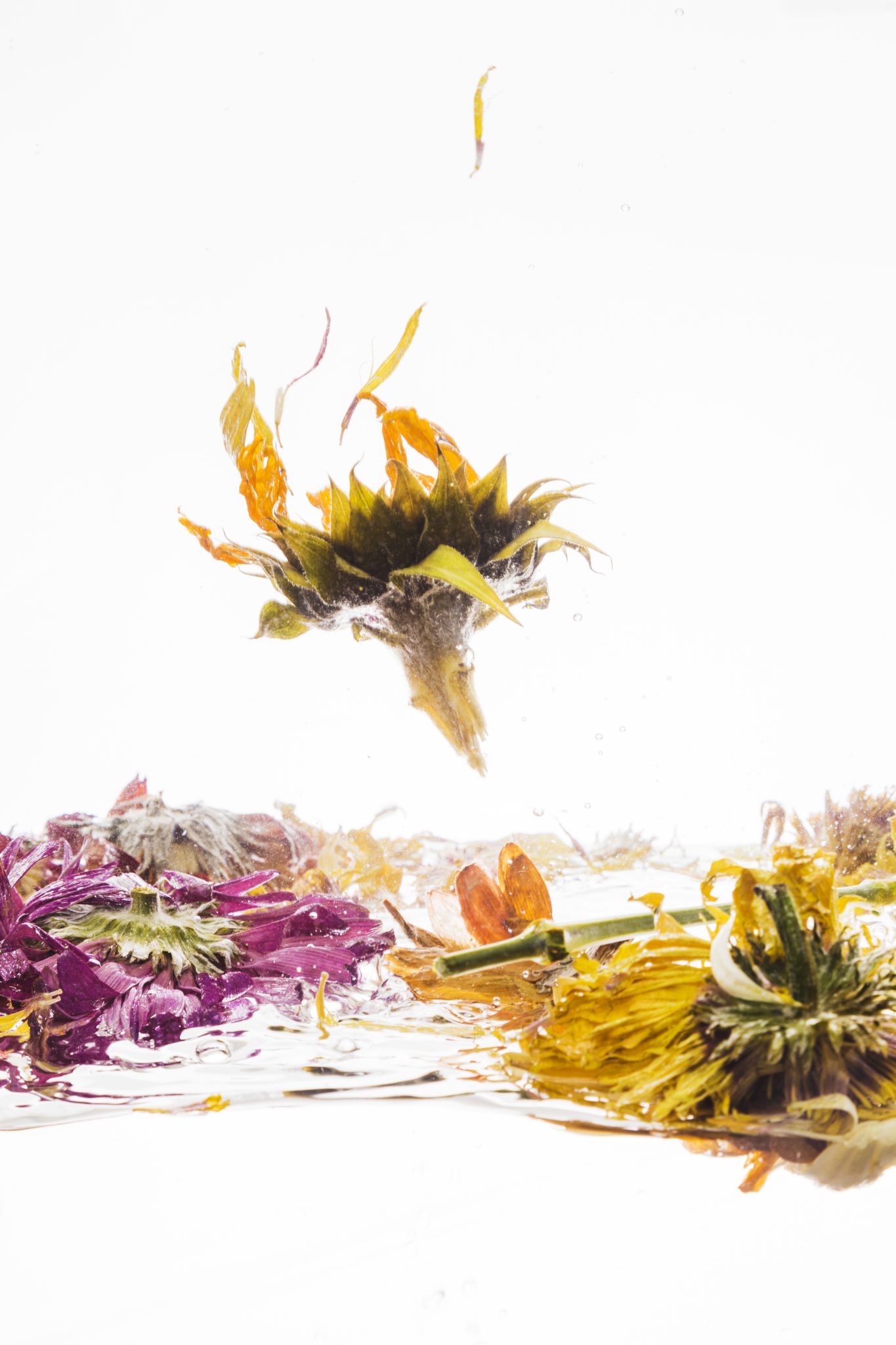 Dried Poppy Pods – Dried flowers & Exotic botanicals